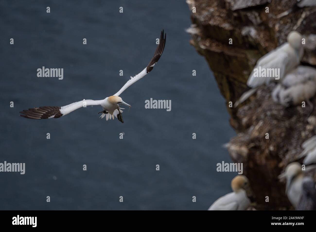 Troup head nature reserve hi-res stock photography and images - Alamy