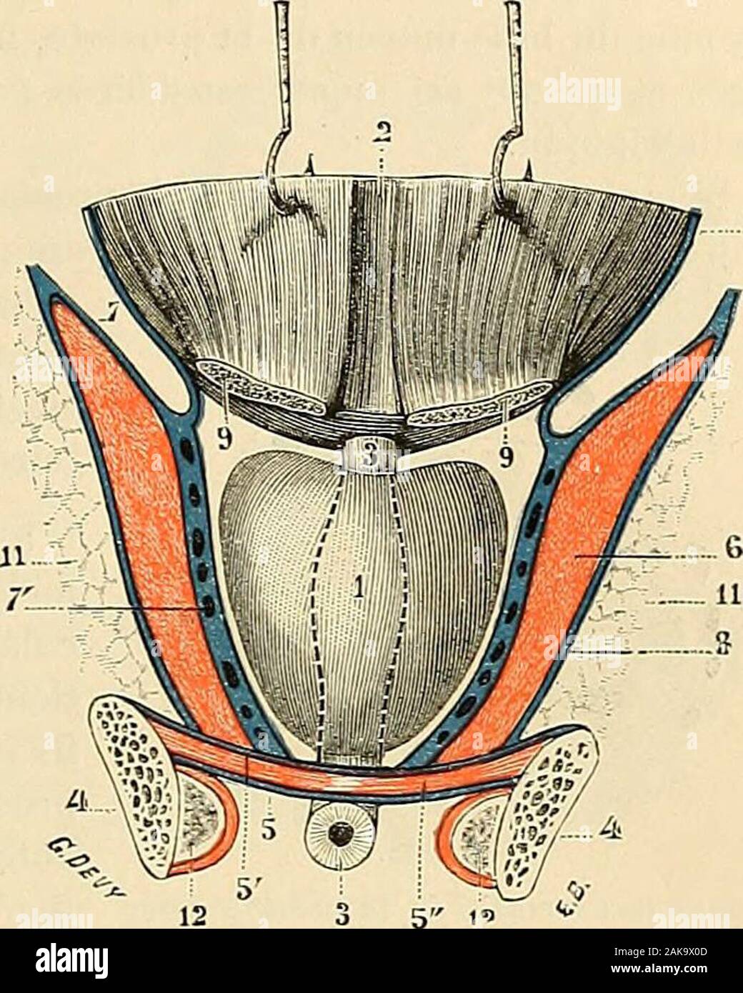 Vessie et prostate hi-res stock photography and images - Alamy