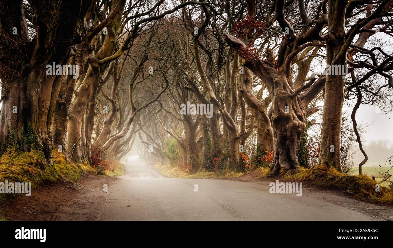 Early morning in autumn with mist or fog at The Dark Hedges, County ...