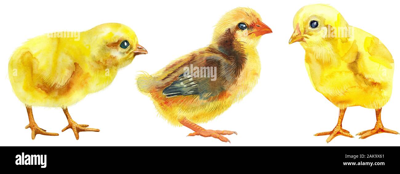 Watercolor illustration of three yellow furry chickens Stock Photo - Alamy