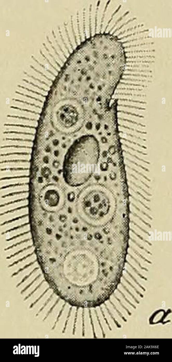 Proteus anguineus hi-res stock photography and images - Alamy