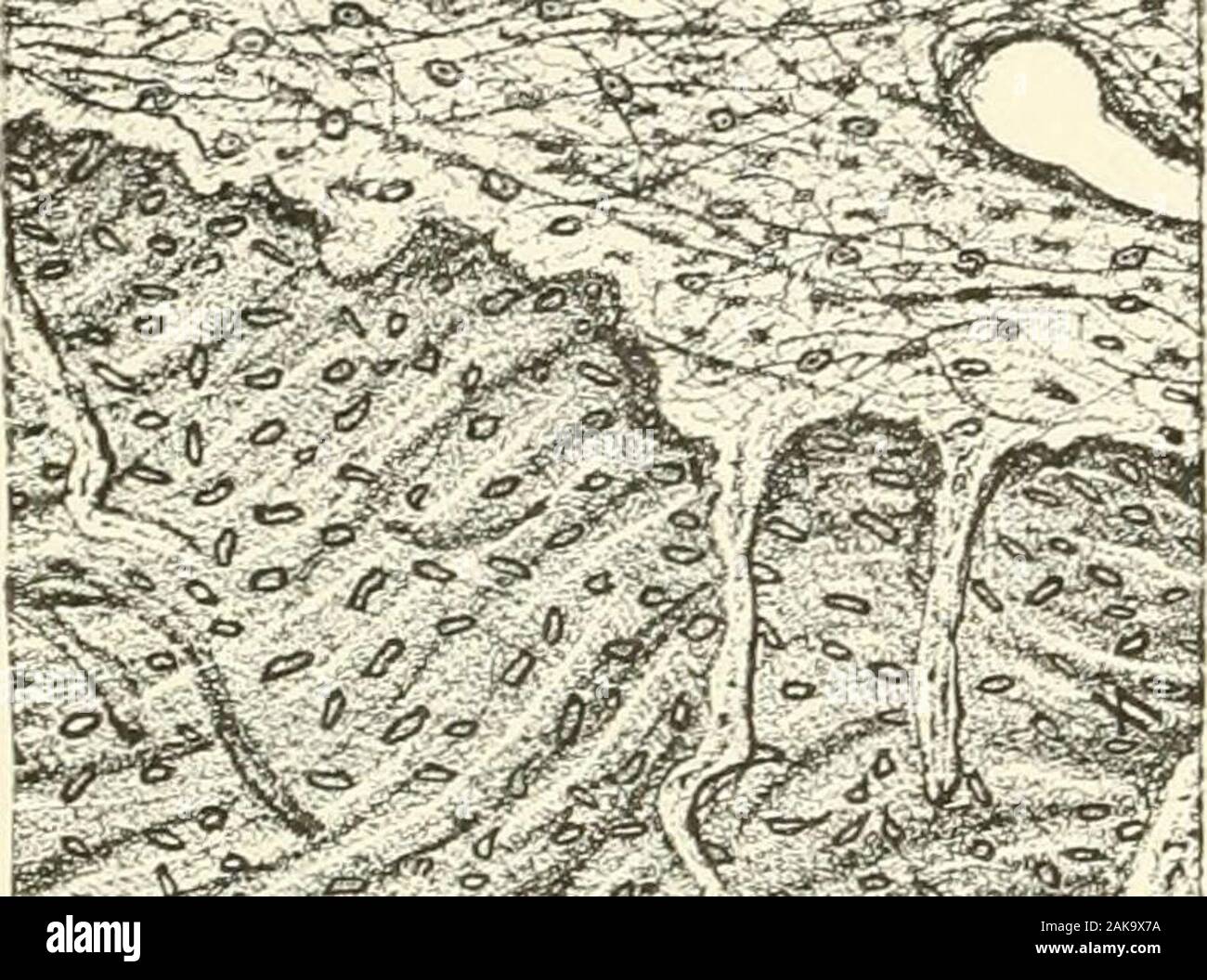 Ceruminous Glands Histology