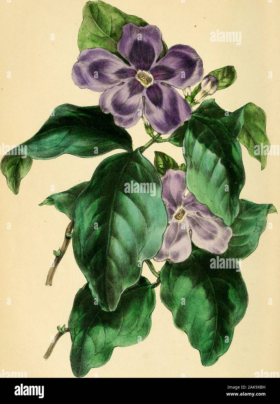Mimulus cardinalis hi-res stock photography and images - Alamy