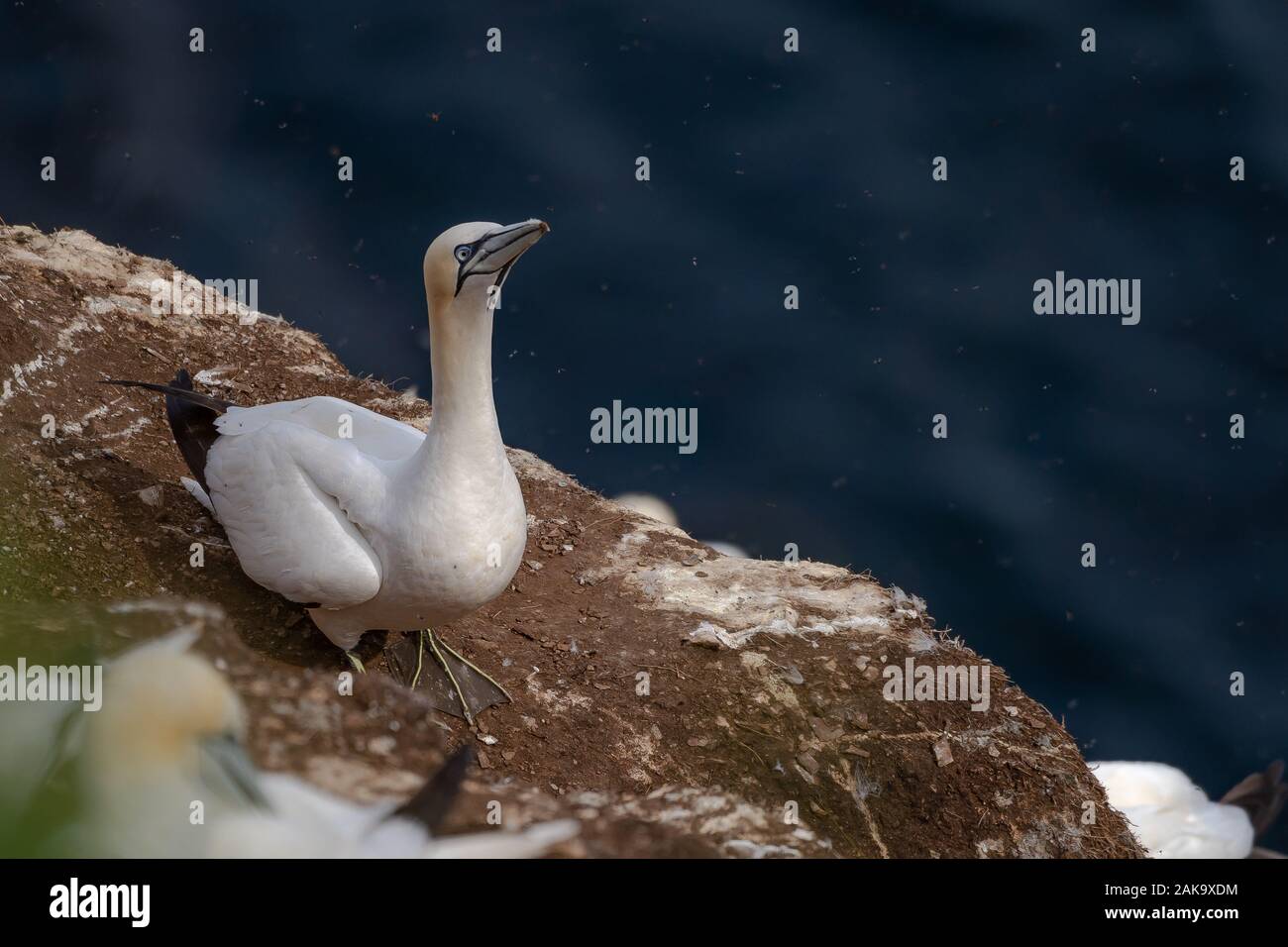 Rspb troup head nature reserve hi-res stock photography and images - Alamy