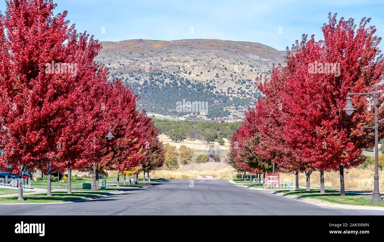 Panorama Wide urban street line with red maple trees Stock Photo - Alamy