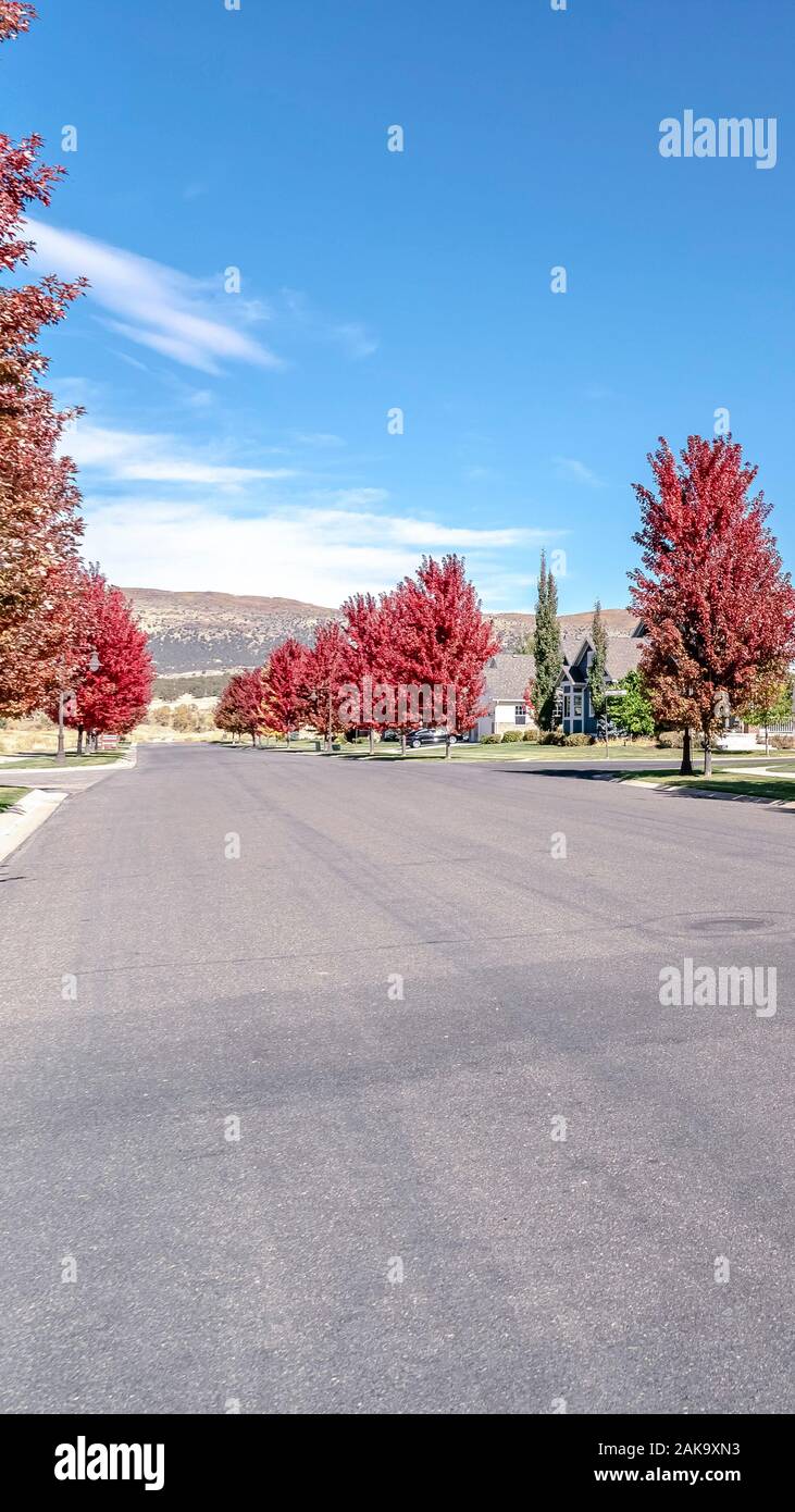Vertical Colorful red maple trees with fall foliage Stock Photo - Alamy