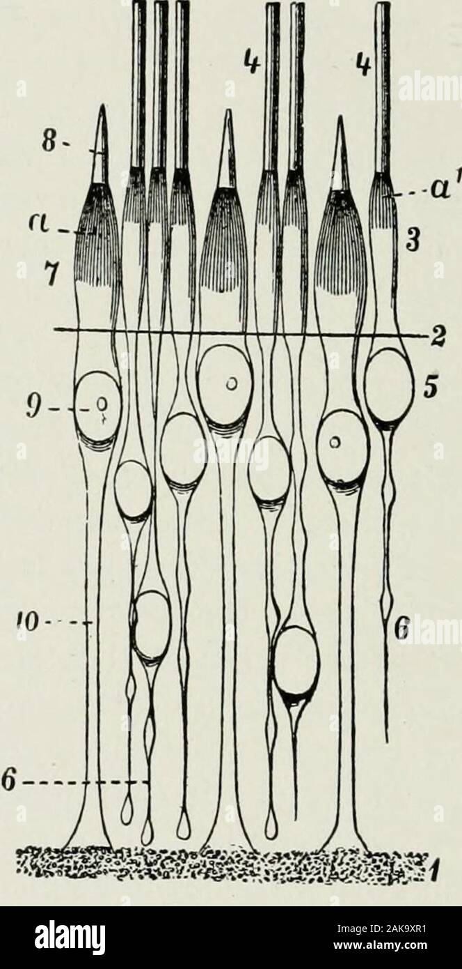 The American encyclopedia and dictionary of ophthalmology Edited by ...