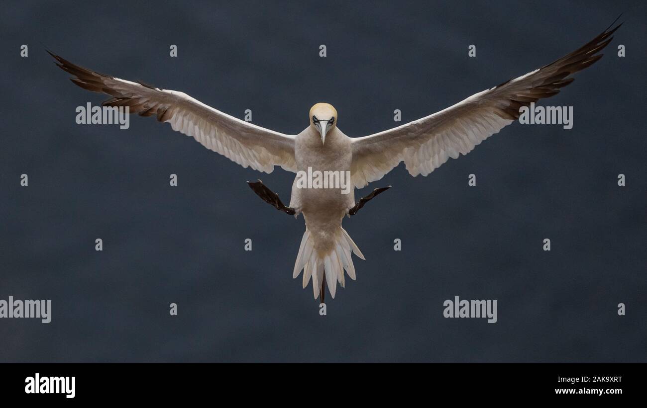 Northern gannet flying and coming in to land at the RSPB Troup Head ...
