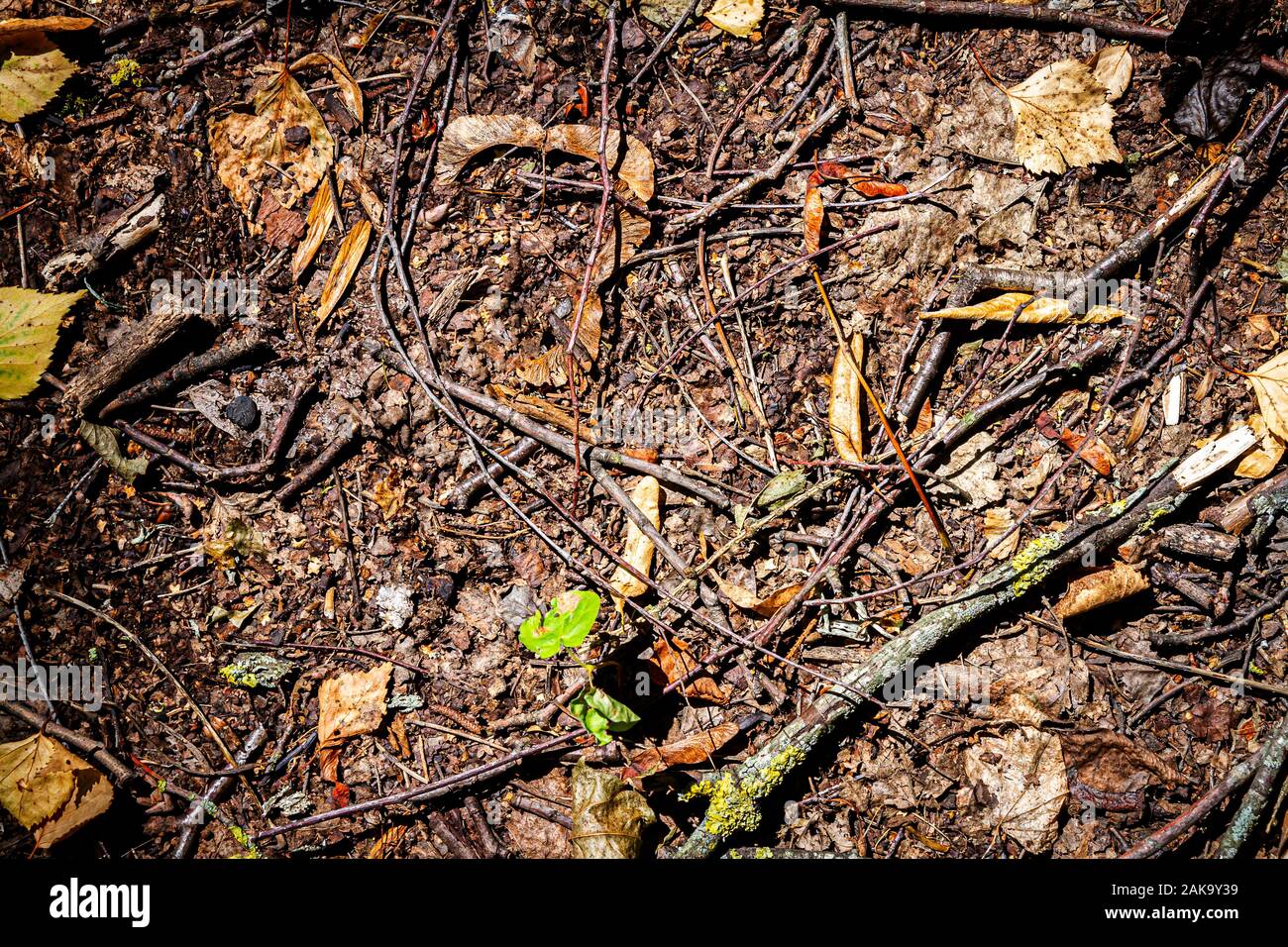 Natural pine forest ground with some leaves, twigs and seeds. Forest ...