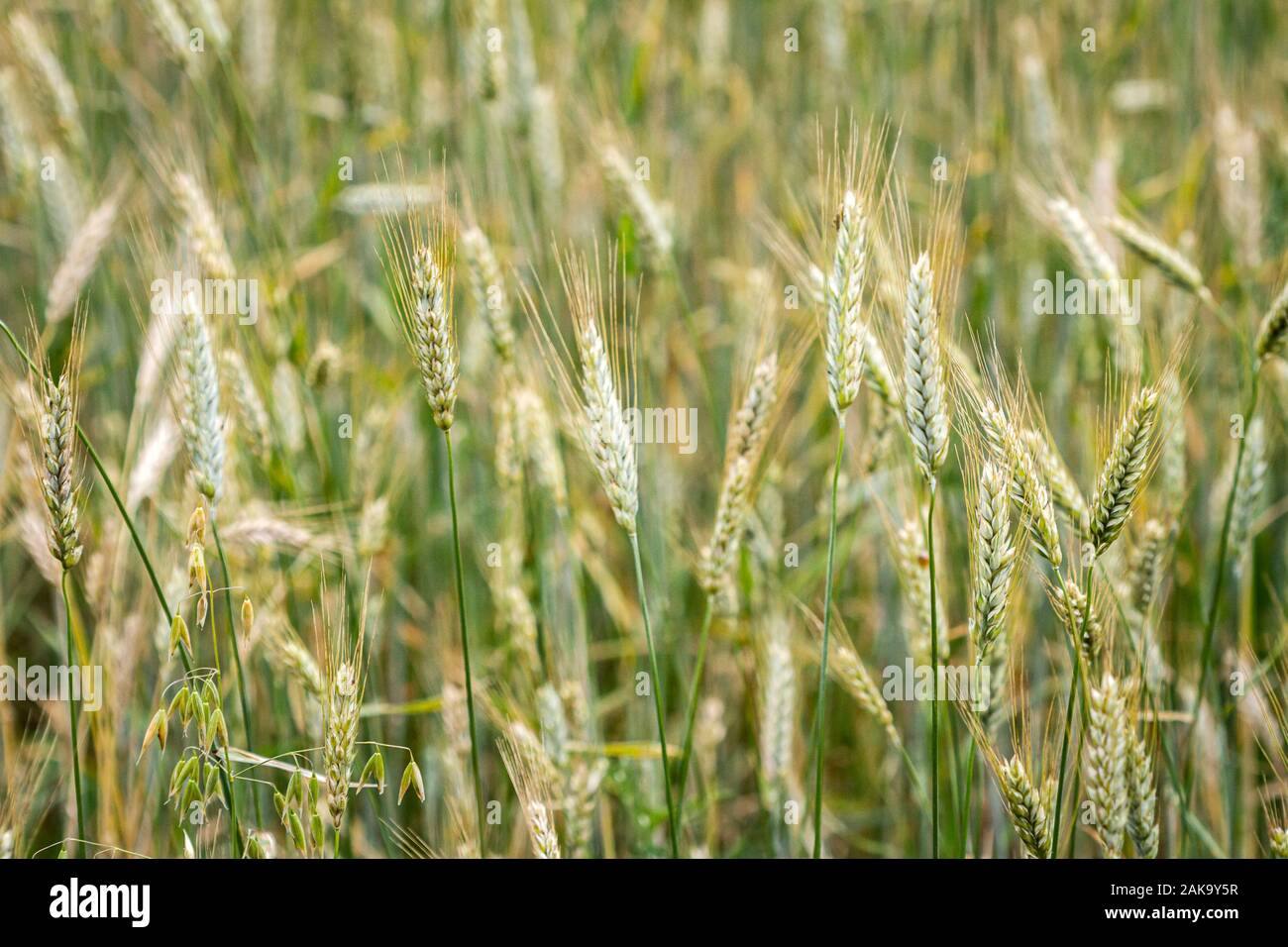 Closeup shot dry cornfield hi-res stock photography and images - Alamy