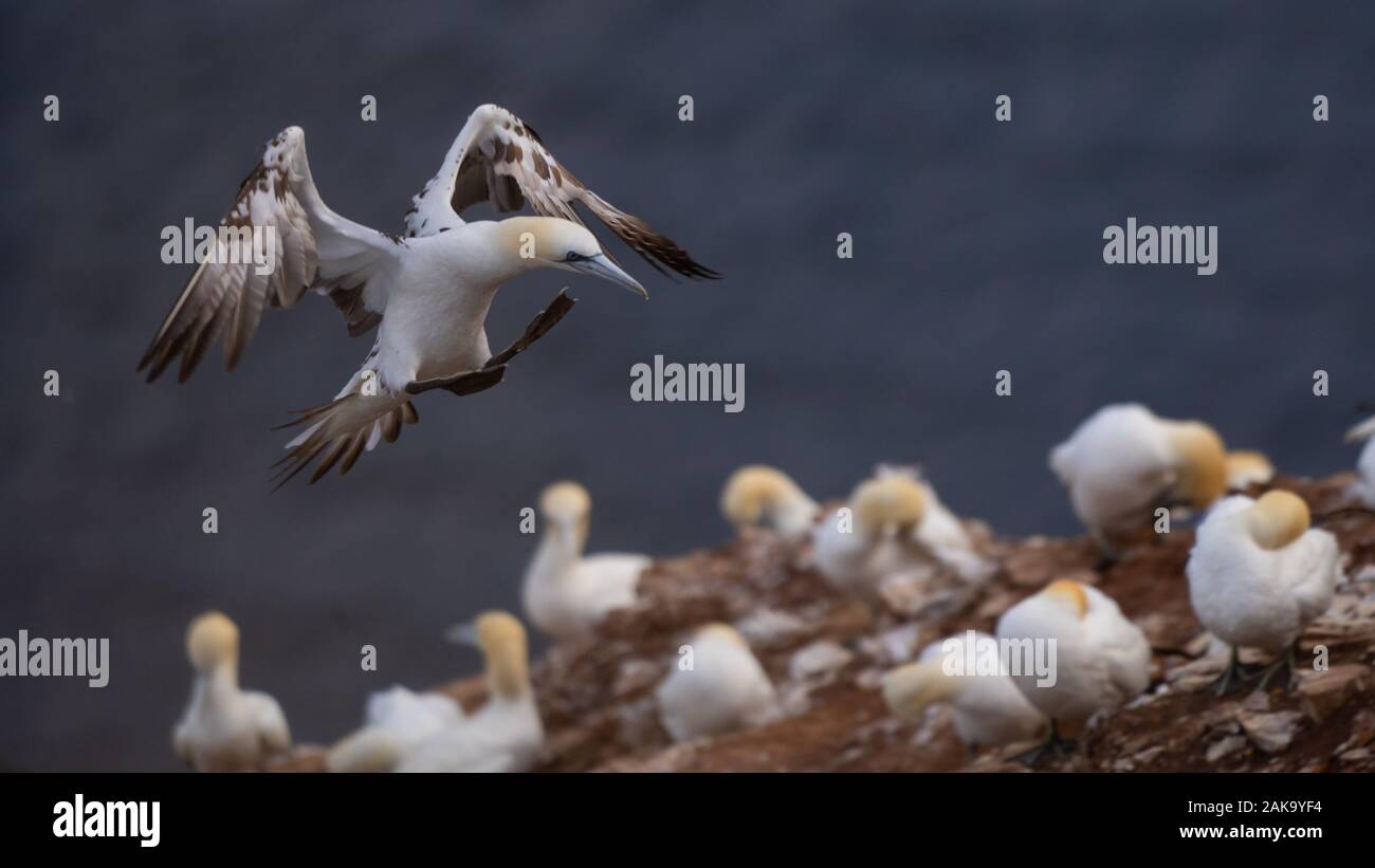 Rspb troup head nature reserve hi-res stock photography and images - Alamy