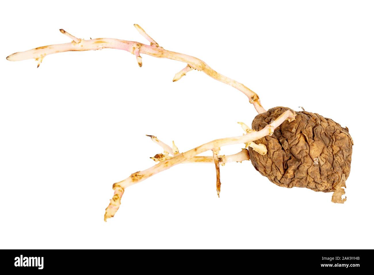 Old germinated yellow potato isolated on white background. Big sprouts ...