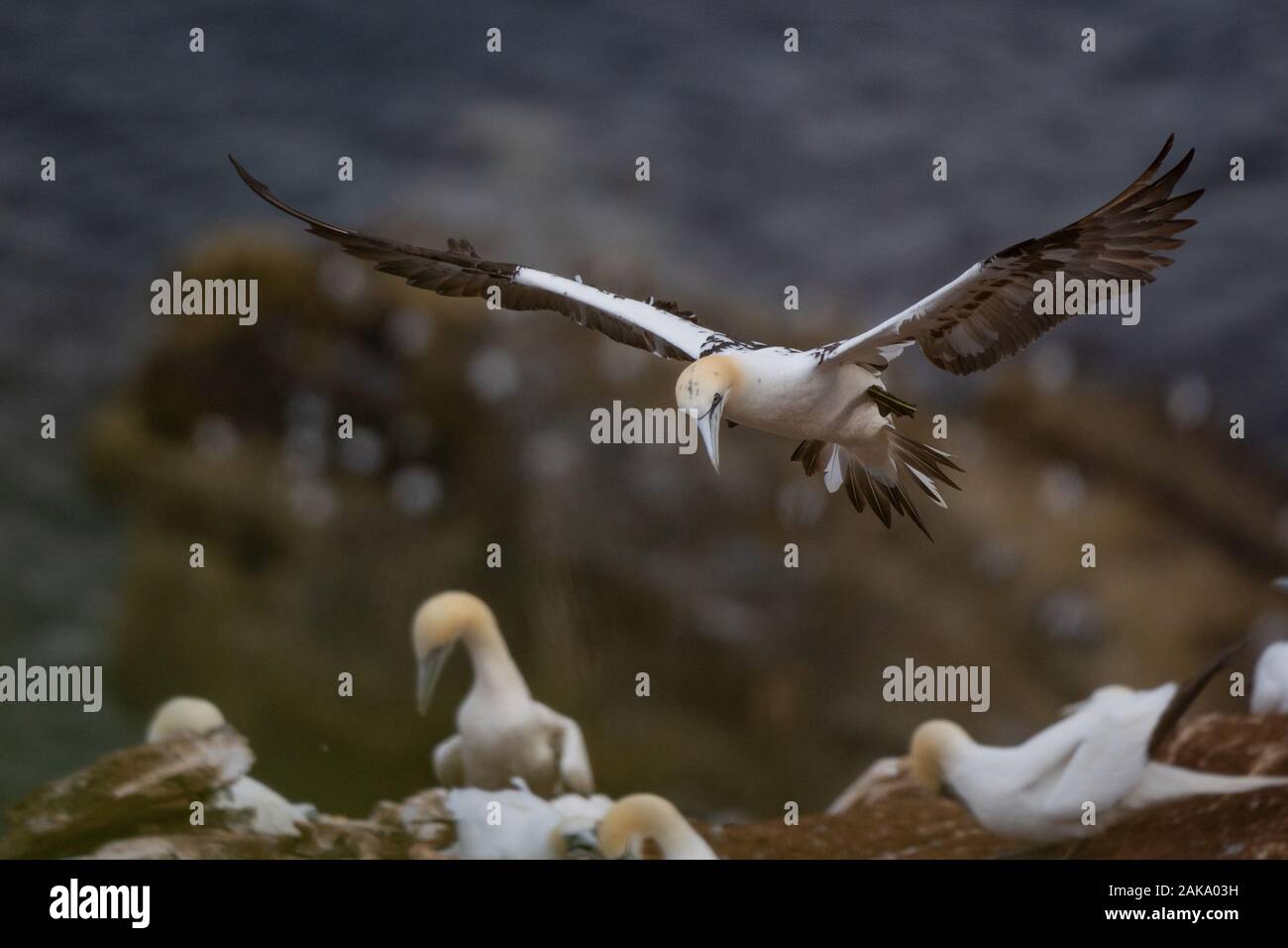 Troup Head Rspb Reserve High Resolution Stock Photography and Images ...