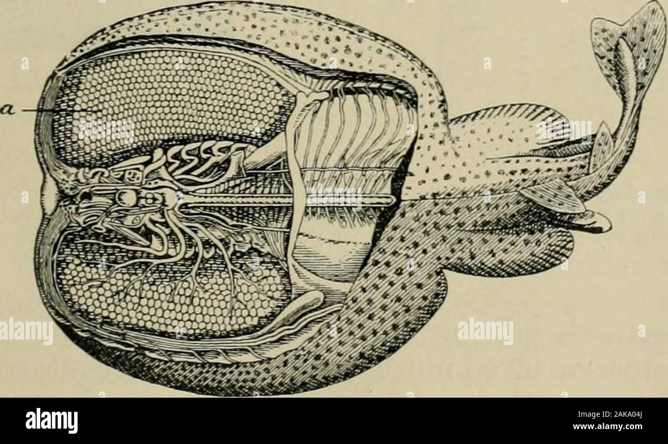 General physiology; an outline of the science of life . Fig. 122.—Xon ...
