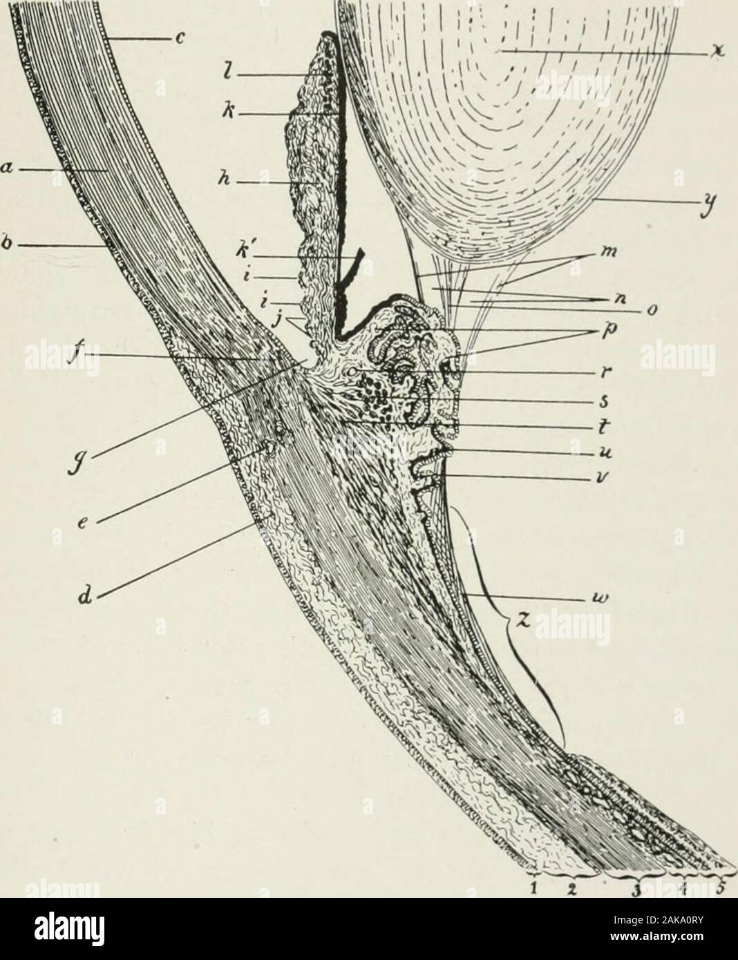 The American encyclopedia and dictionary of ophthalmology Edited by ...