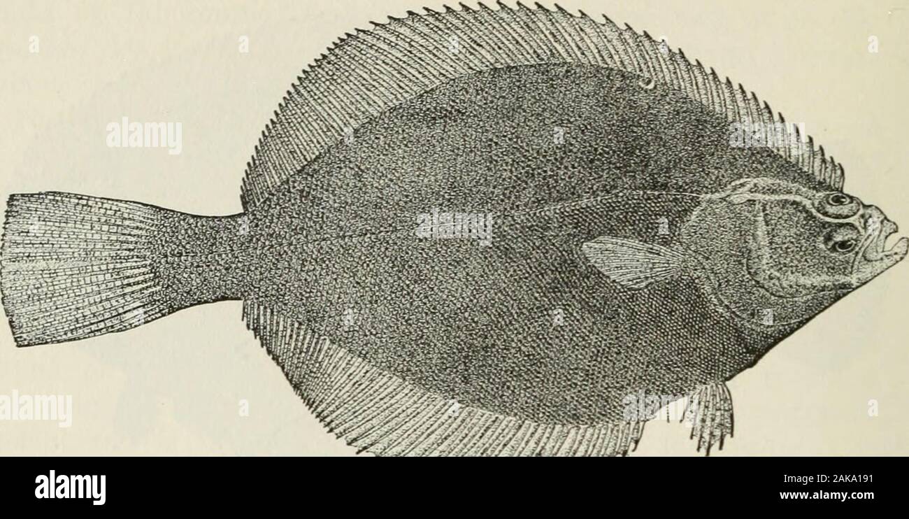 Flatfish america hi-res stock photography and images - Alamy