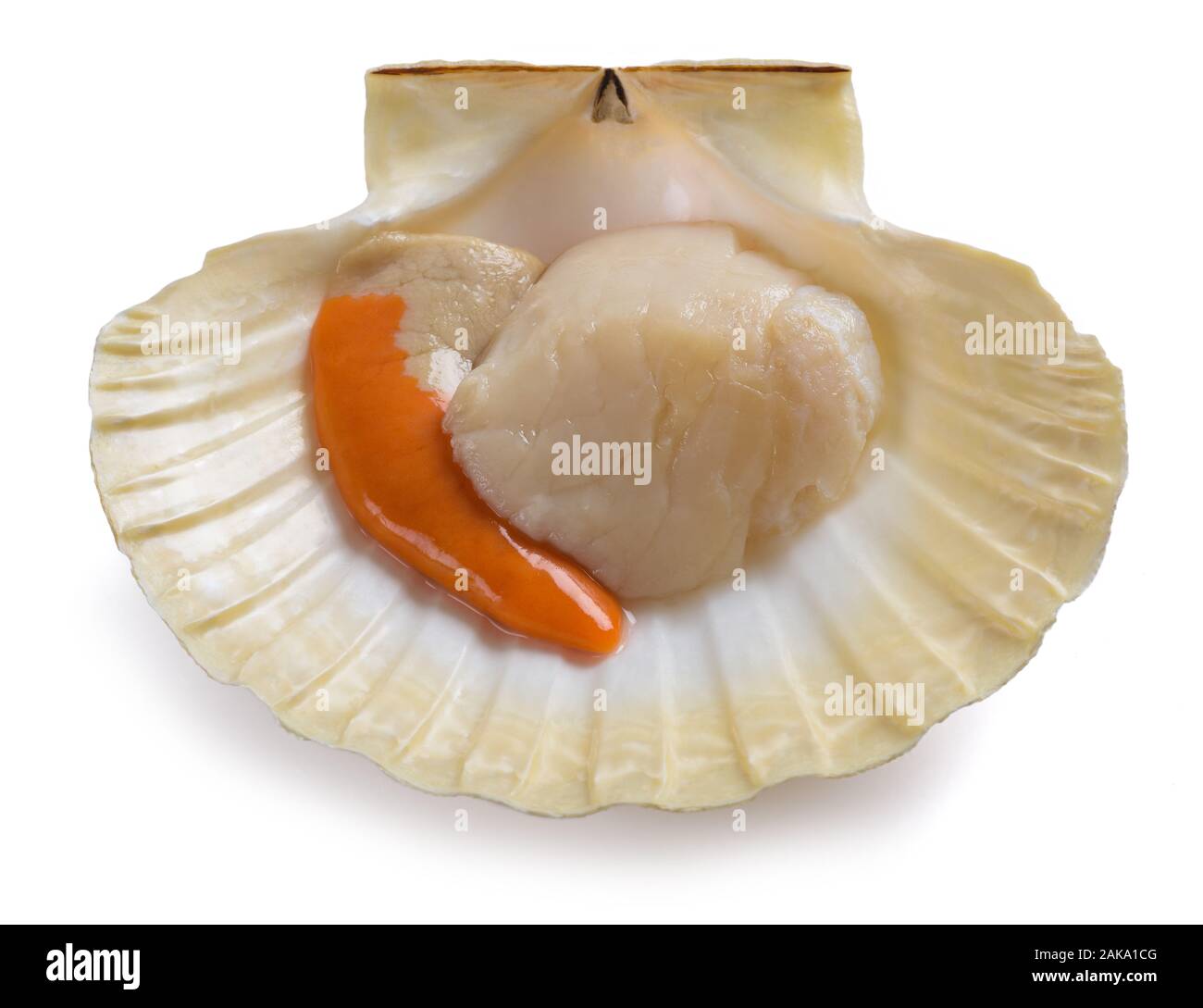 Scallop sea shell hi-res stock photography and images - Alamy