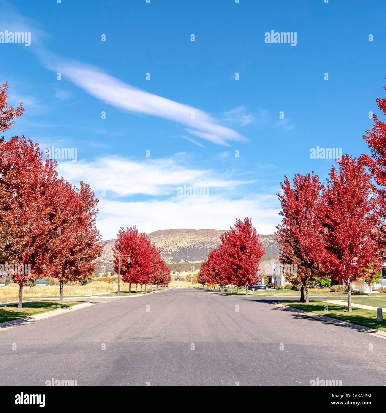 Square Street lined with vivid red maple trees in fall Stock Photo - Alamy