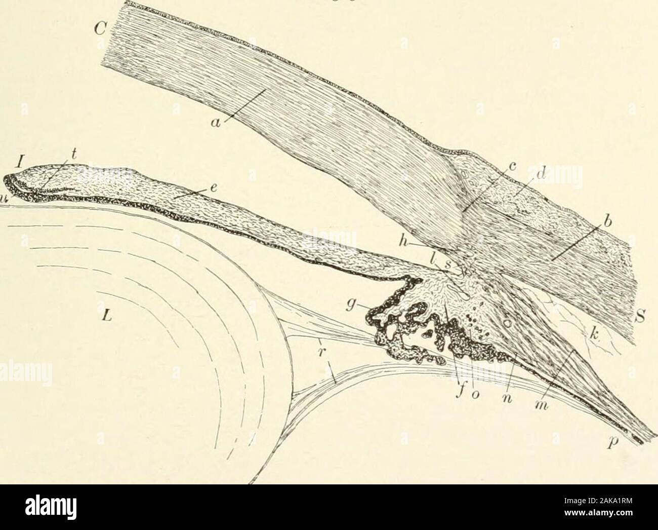 Eye lens fibres hi-res stock photography and images - Alamy