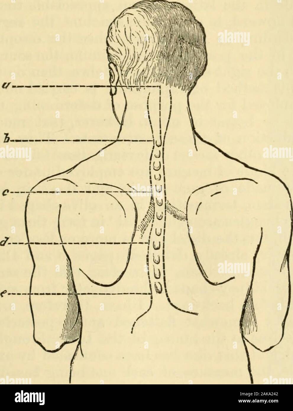 Pharynx And Larynx And Trachea