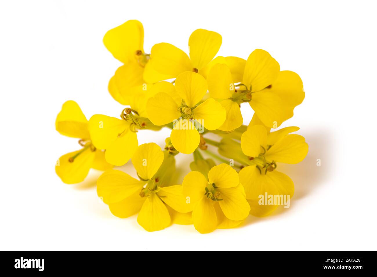 Yellow Wallflowers isolated on white background Stock Photo - Alamy