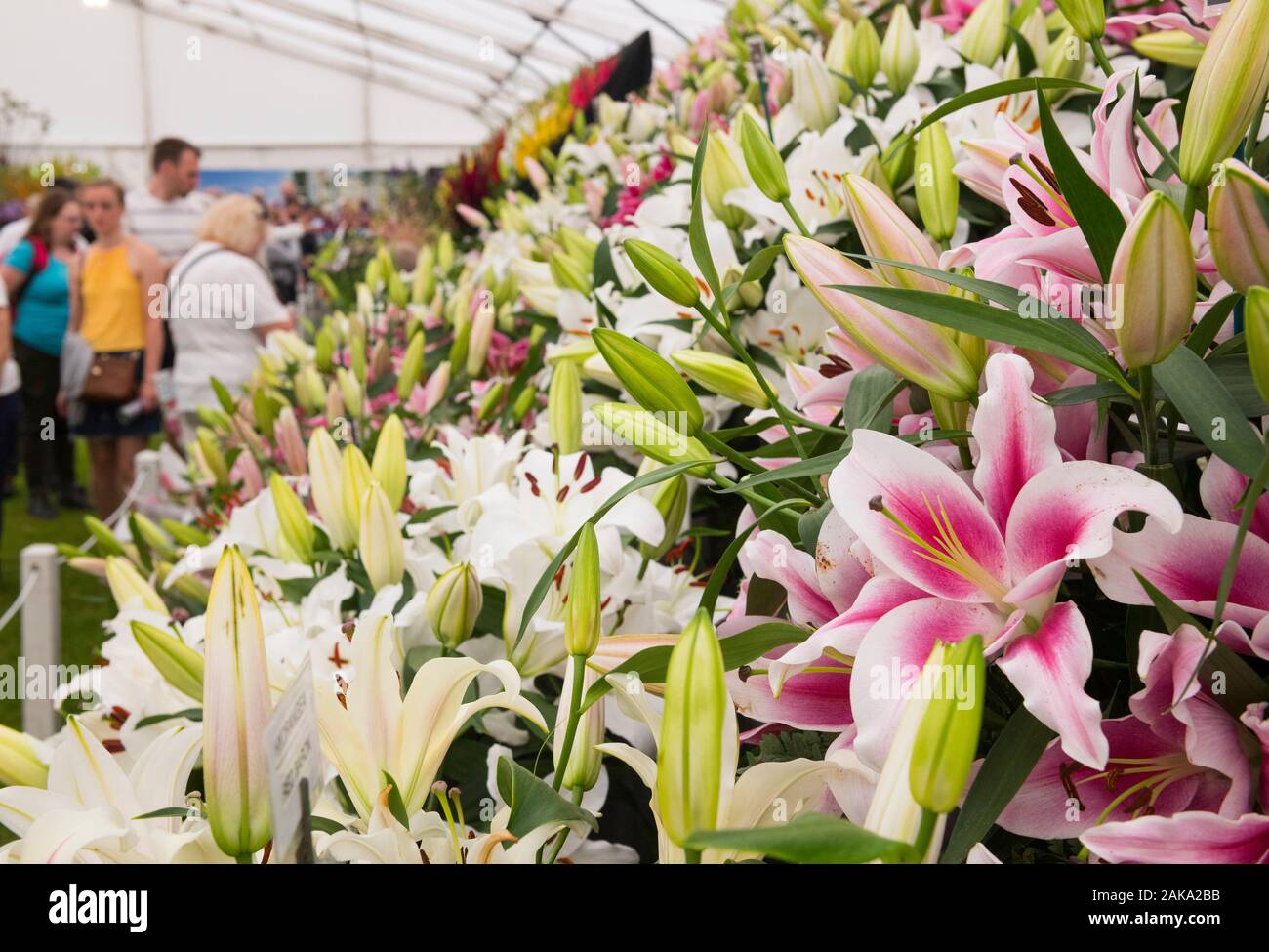Display of tree lilies at the 2019 Shrewsbury Flower Show, Shropshire ...