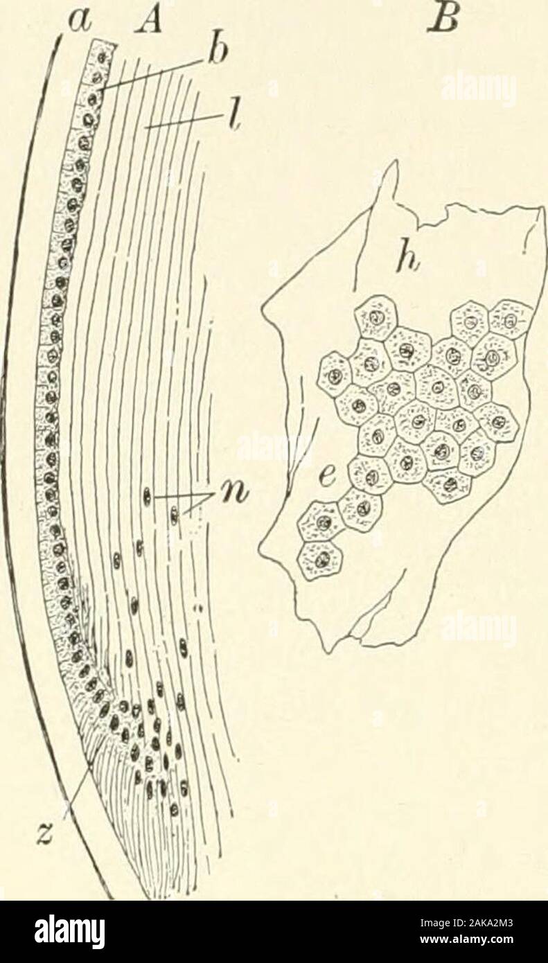 Lens Histology