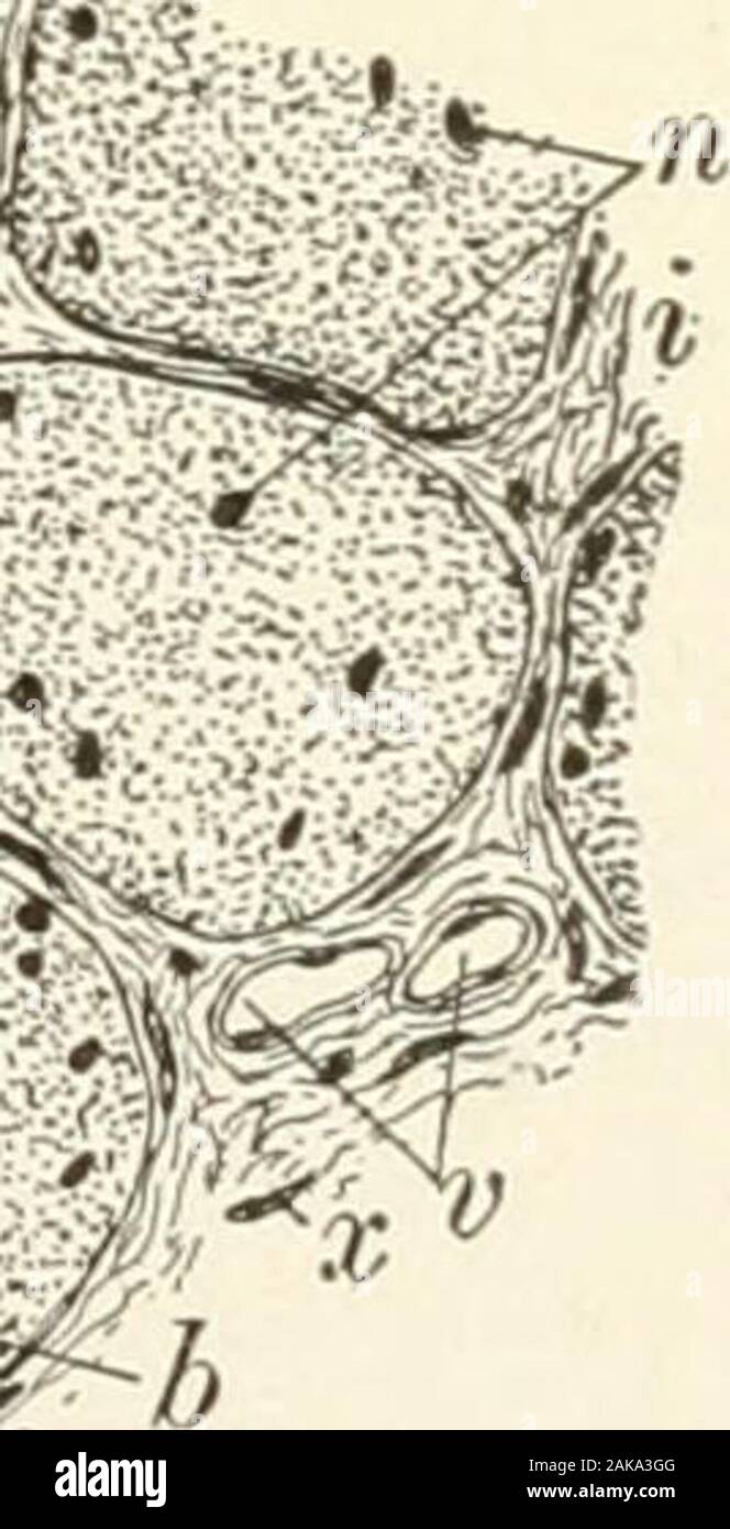 Textbook of normal histology: including an account of the development ...