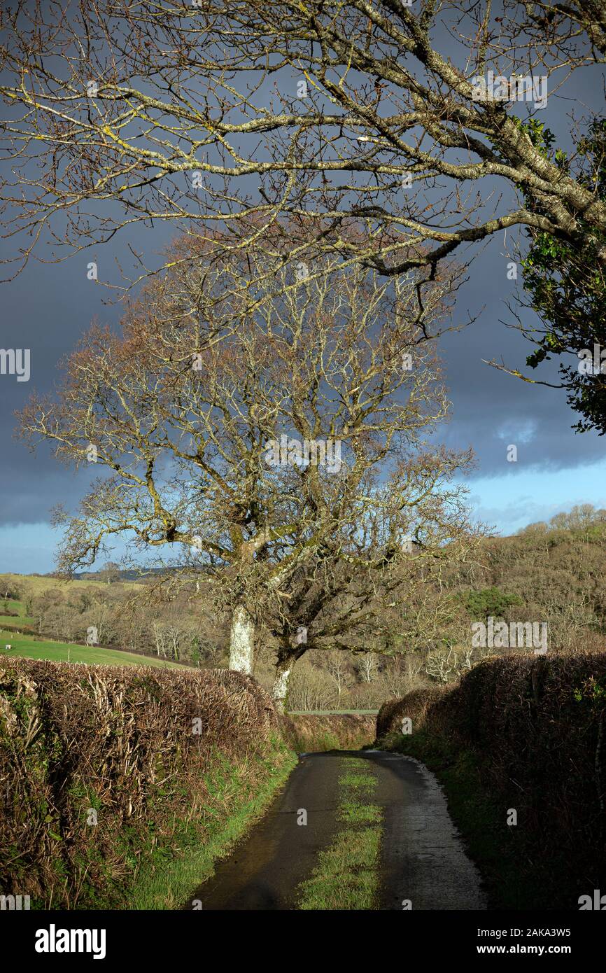 Devon fields hi-res stock photography and images - Alamy