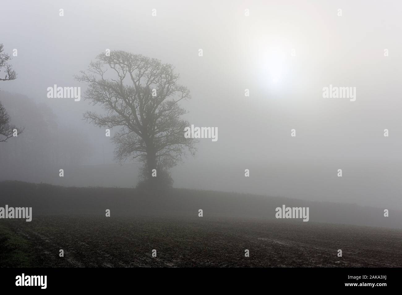 Devon fields in the winter Stock Photo - Alamy