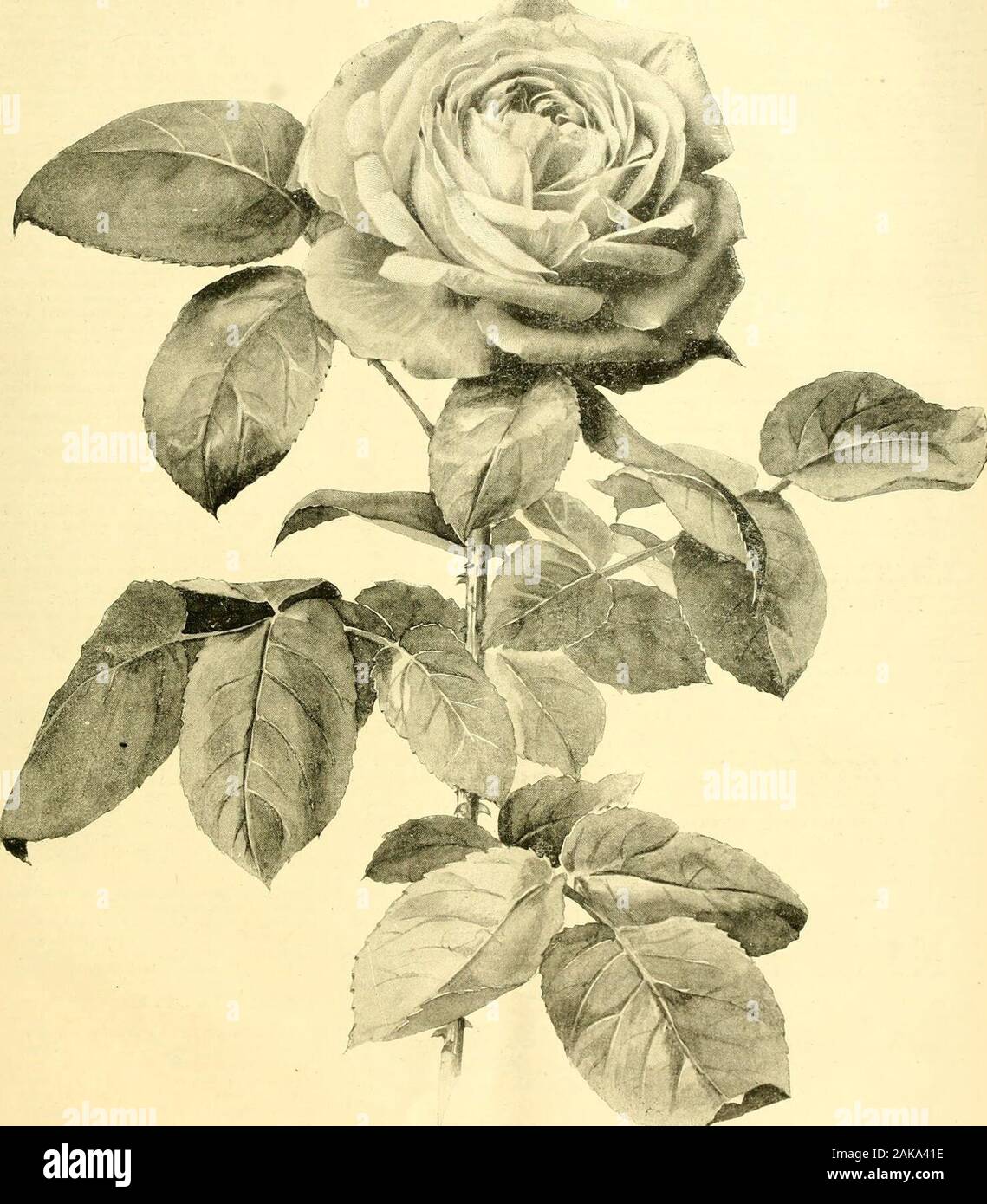 Phanerogamic plants hi-res stock photography and images - Alamy