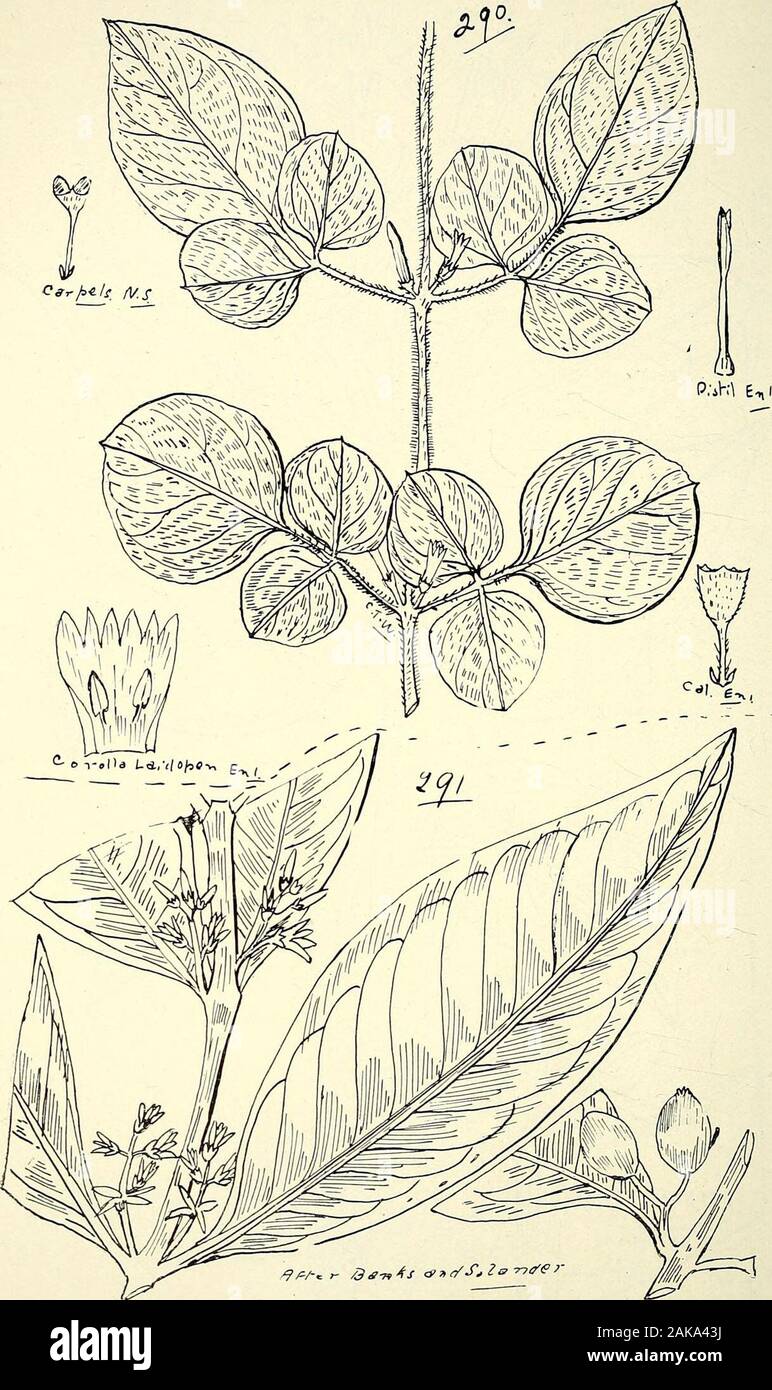 Oleace hi-res stock photography and images - Alamy