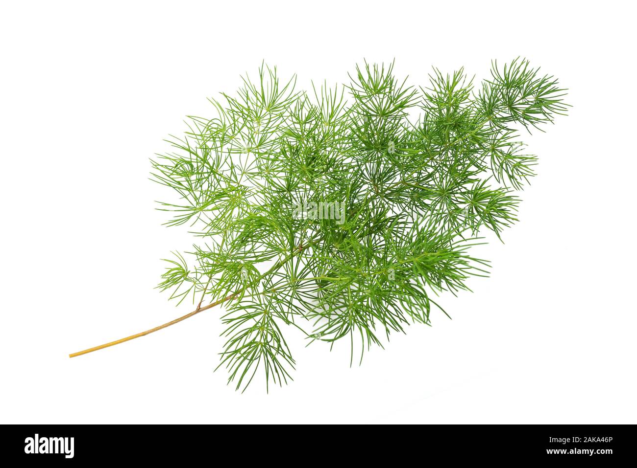 Asparagus fern hi-res stock photography and images - Alamy