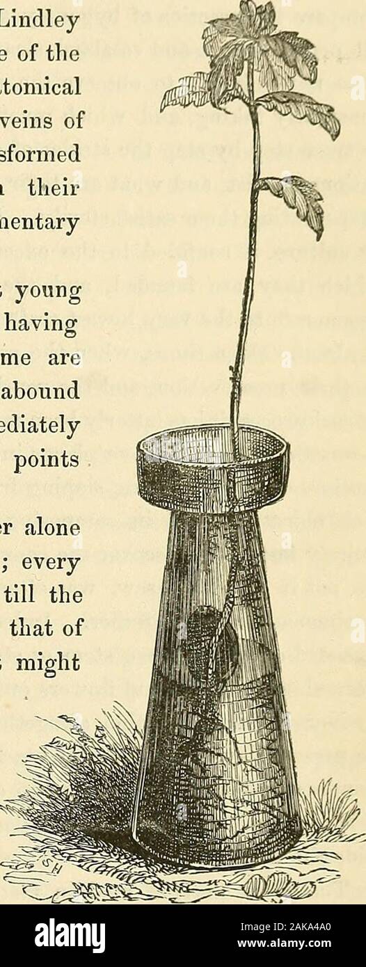 Acorn buds hi-res stock photography and images - Alamy