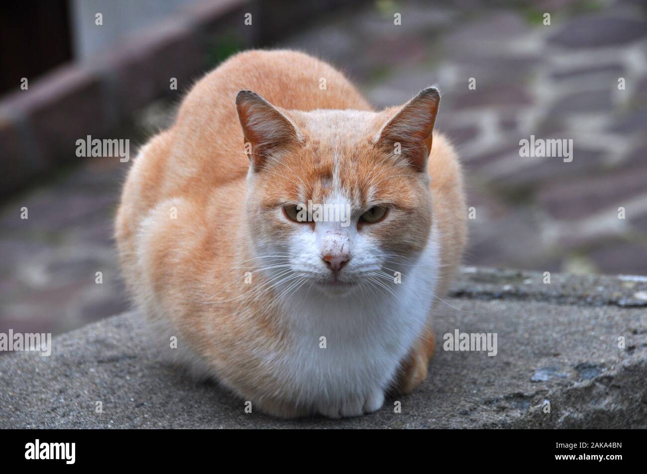 Redcat hi-res stock photography and images - Alamy