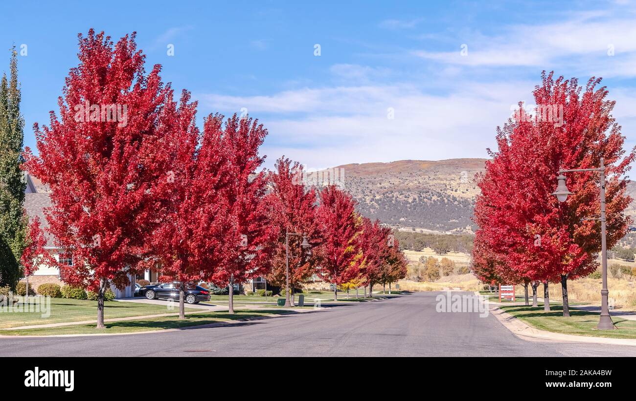 Panorama frame Colorful red maple trees lining an urban street Stock ...