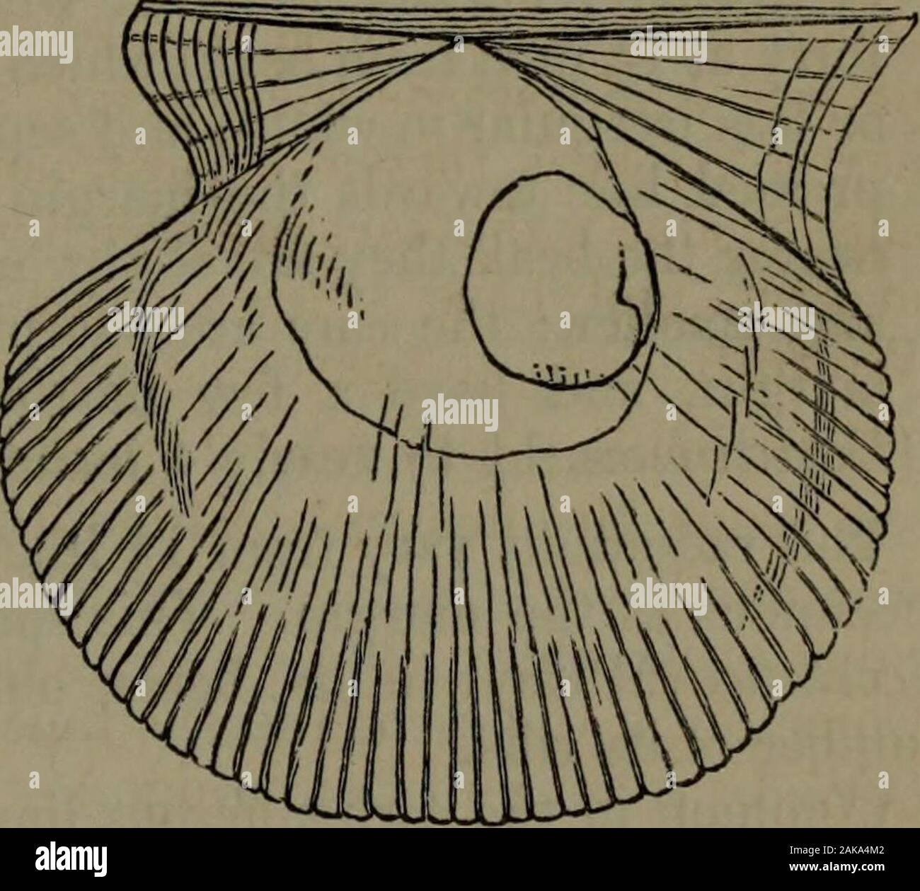 Fossil pecten hi-res stock photography and images - Alamy