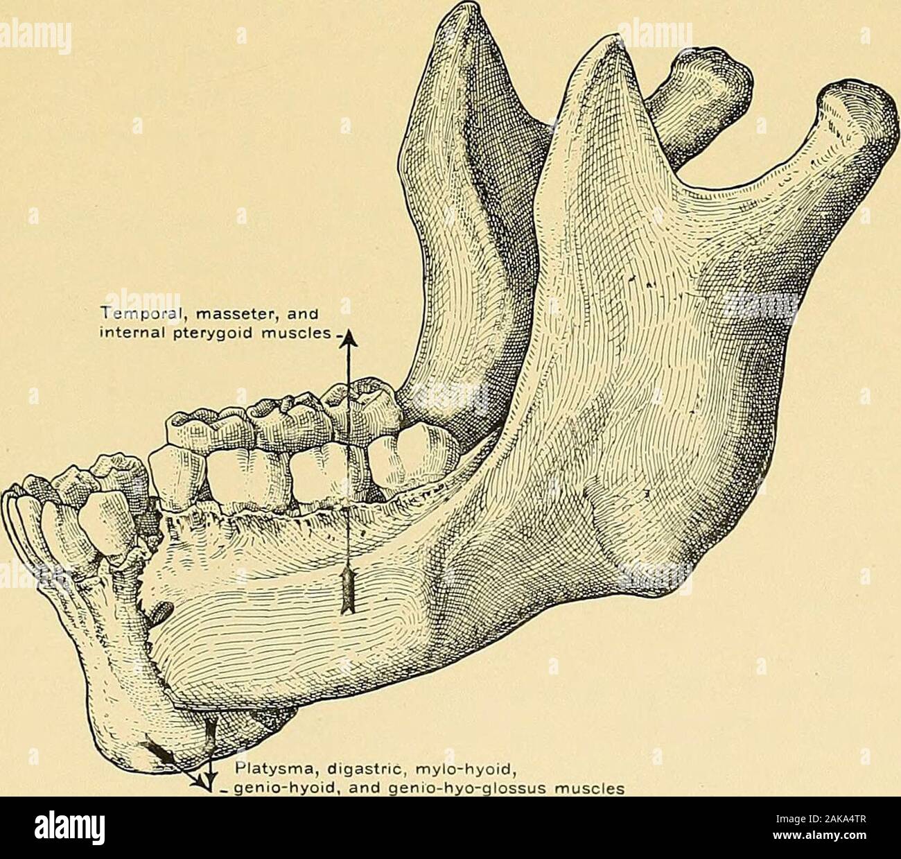 Surgical anatomy : a treatise on human anatomy in its application to ...
