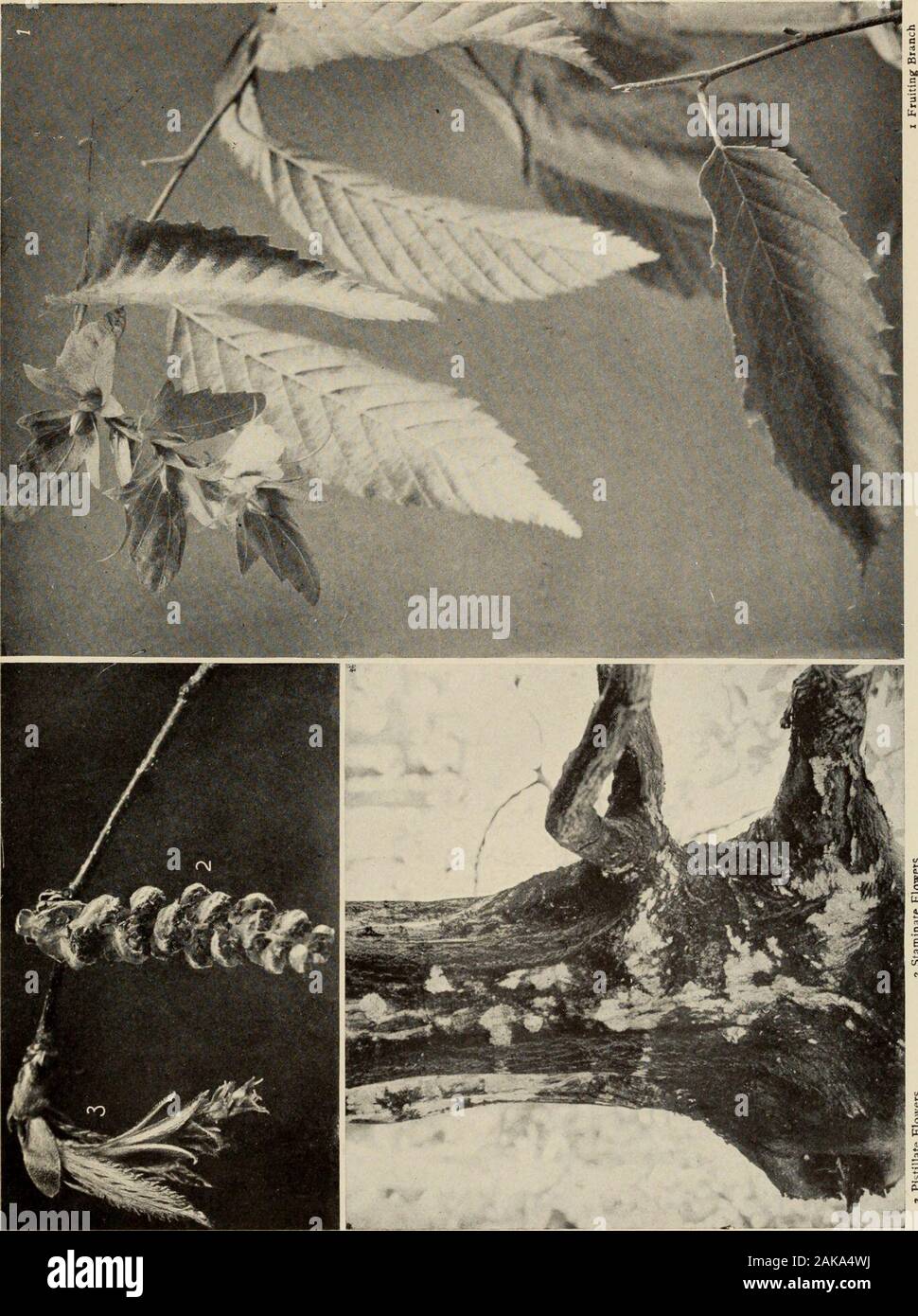 Old linden tree with a cross hi-res stock photography and images - Alamy