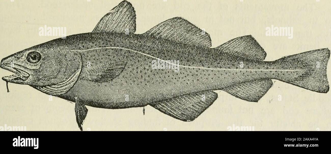 Fish lateral line pacific hi-res stock photography and images - Alamy