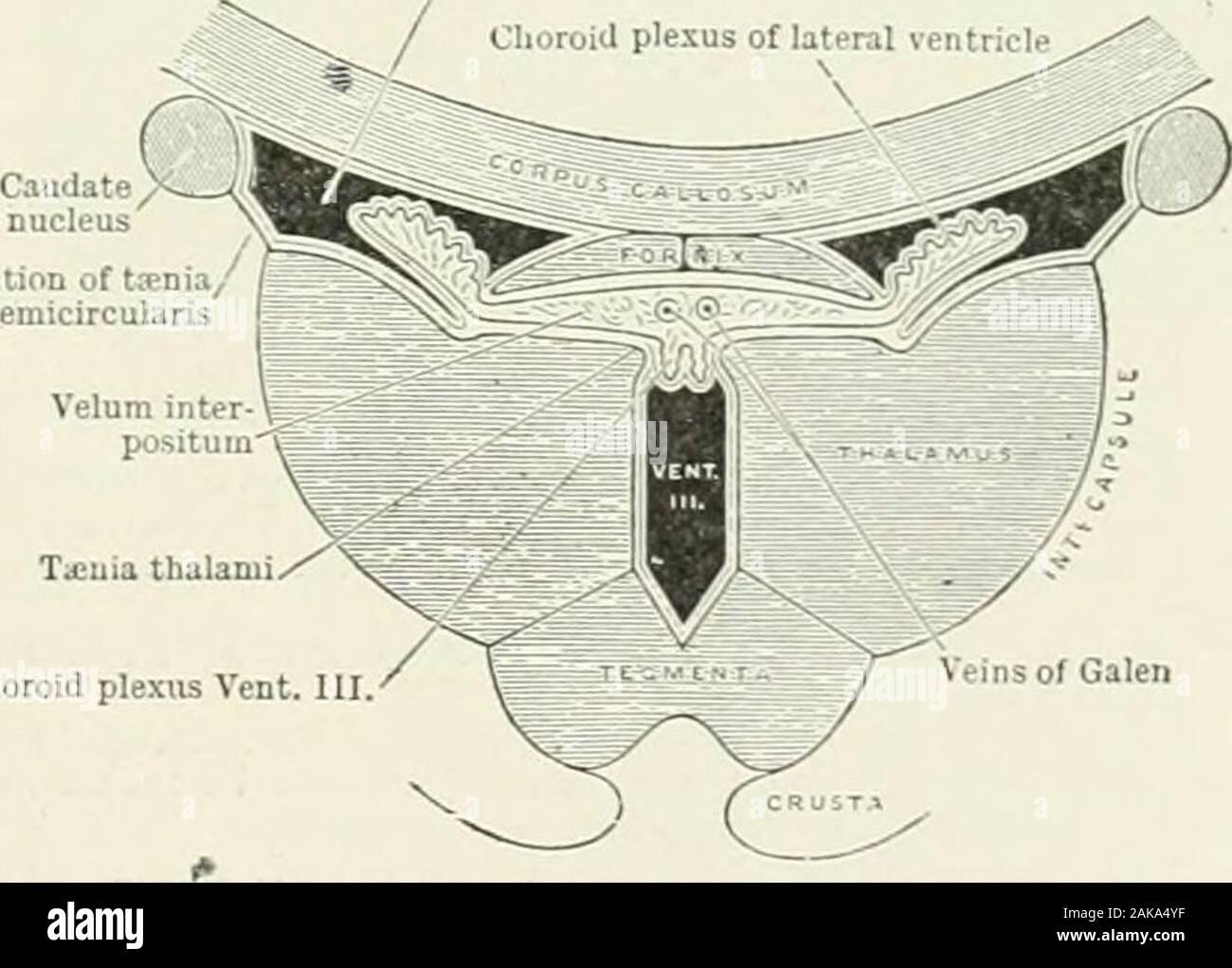 Choroid plexus hi-res stock photography and images - Alamy