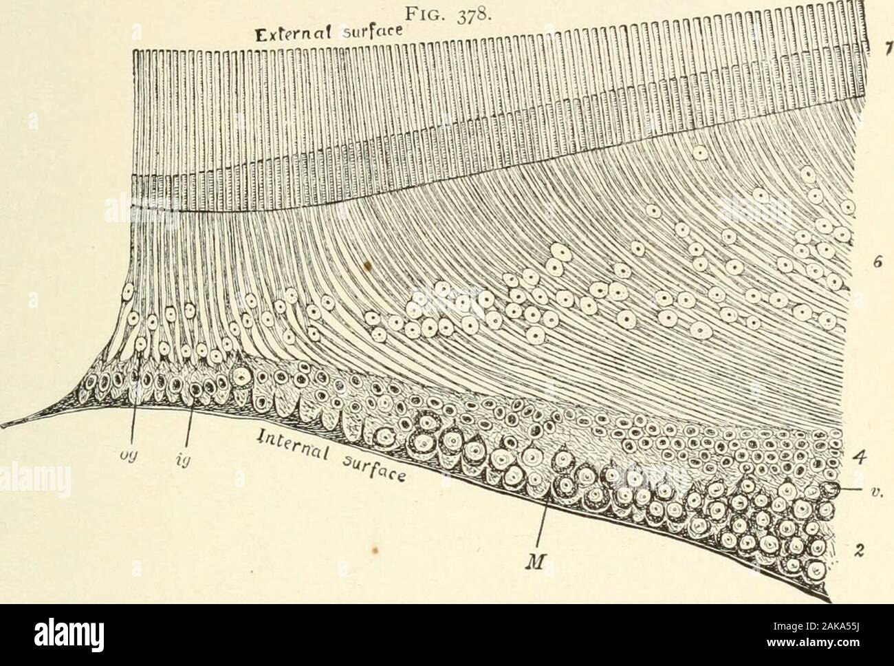 Fovea Histology