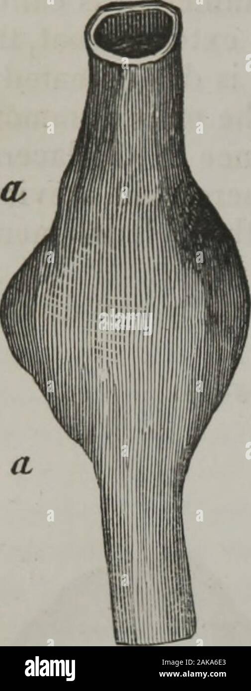 Sacculated hi-res stock photography and images - Alamy