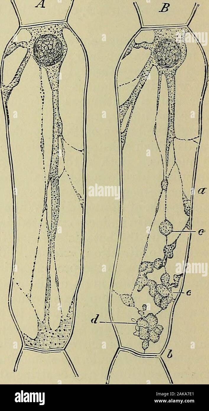 Pseudopodium hi-res stock photography and images - Alamy