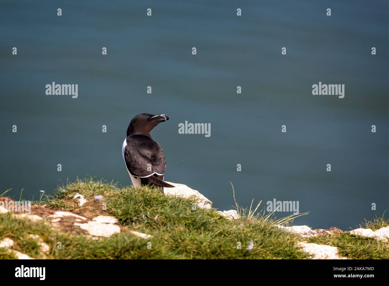 Razorbill on cliff edge hi-res stock photography and images - Alamy