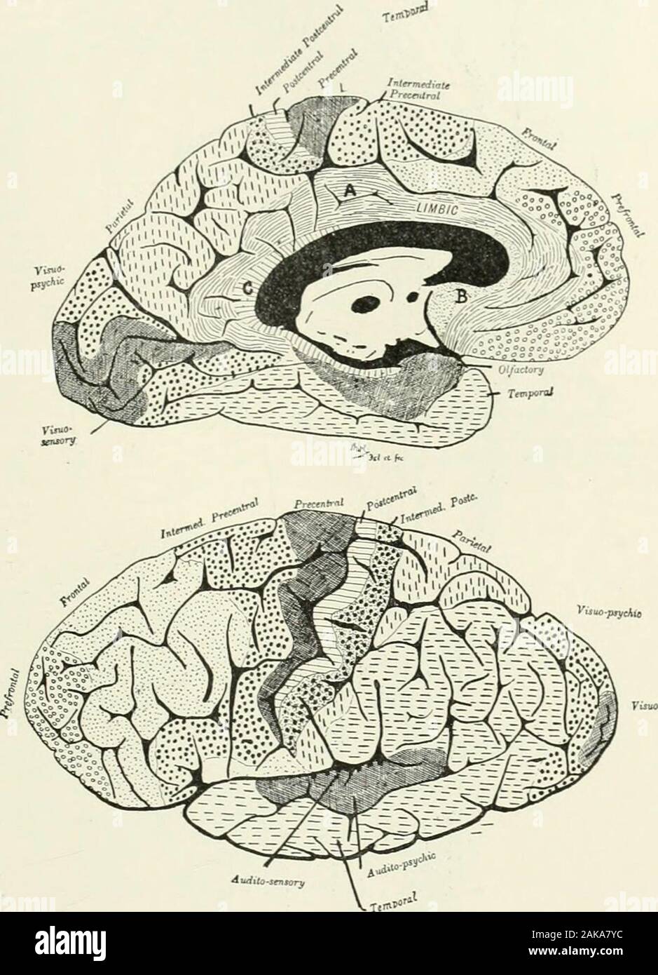 Brain segments hi-res stock photography and images - Alamy