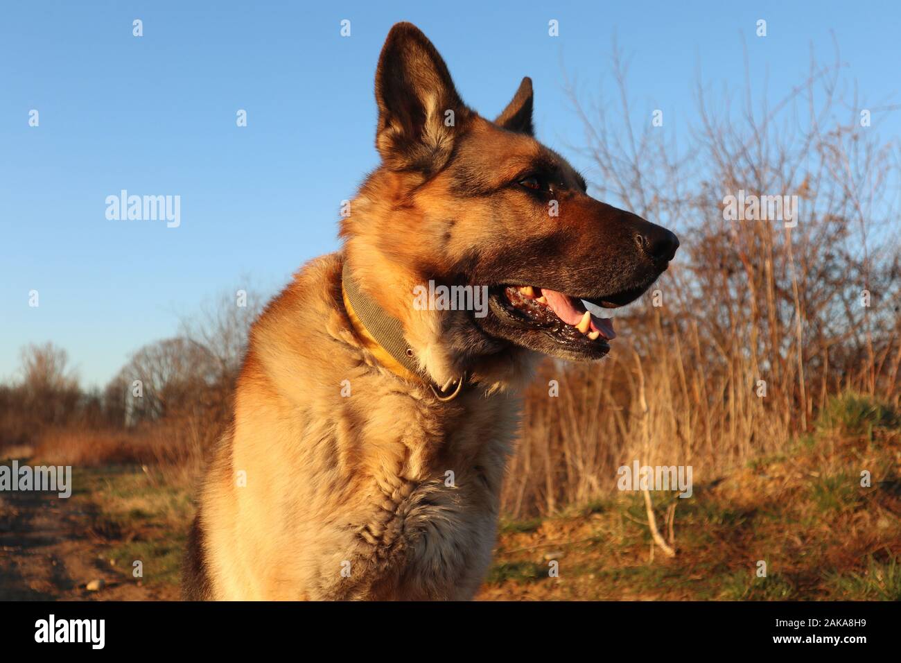 beautiful dog german shepherd portret of him watching amazing nature in ...