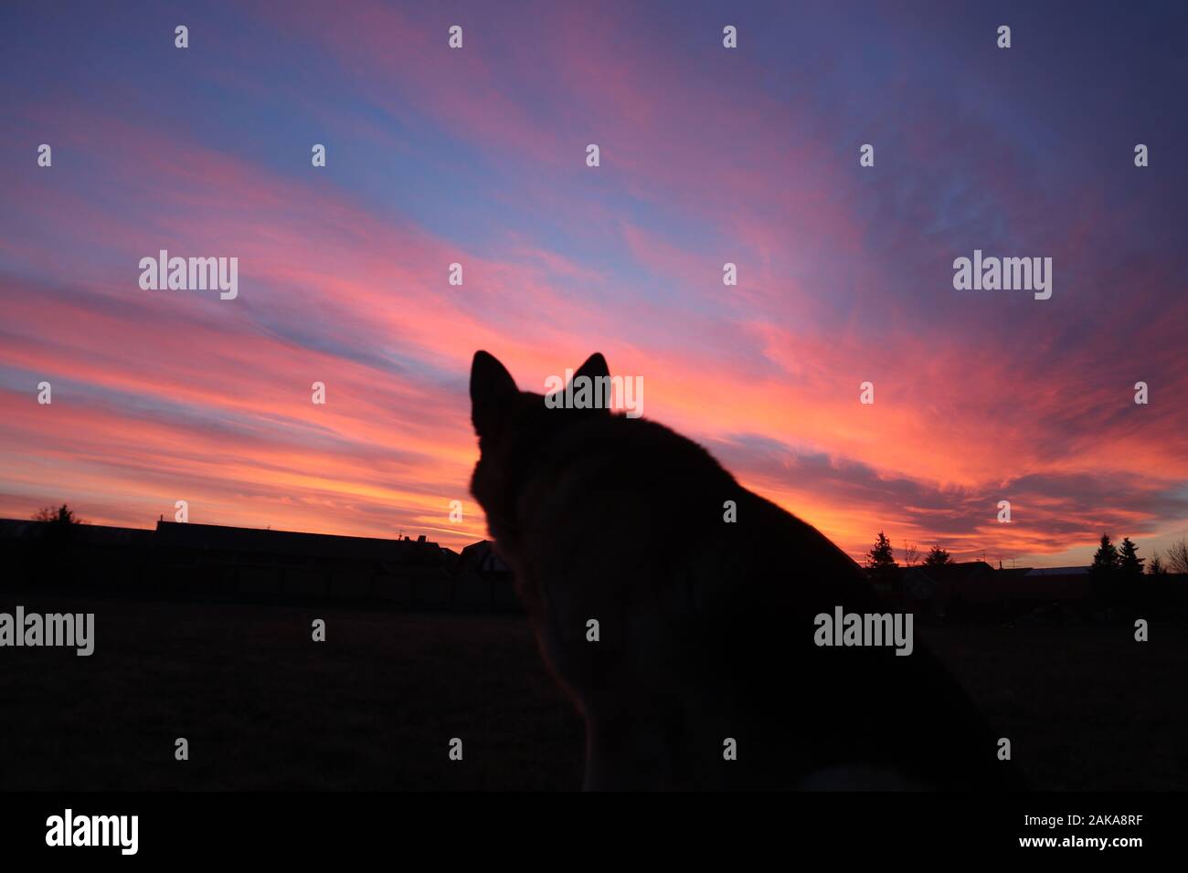 Amazing shot of a dog german shepherd shadow and beautiful sky contrast ...