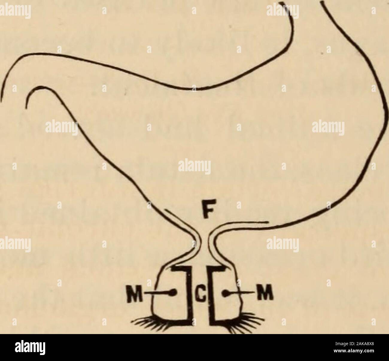 Saint Louis courier of medicine and collateral sciences . -tached to ...