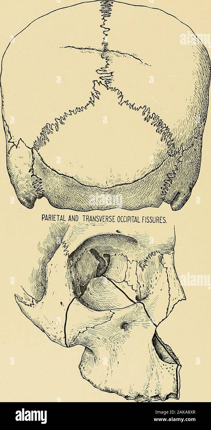 Surgical anatomy : a treatise on human anatomy in its application to ...